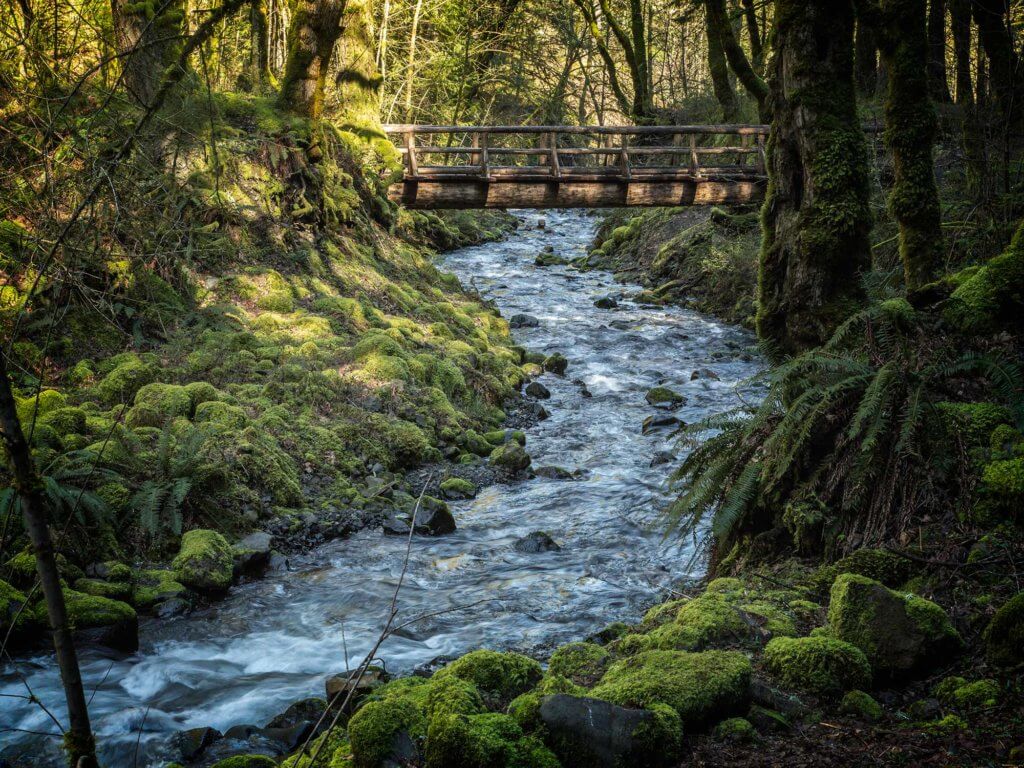Sandy River Trees - Clackamas County | Oregon Lottery