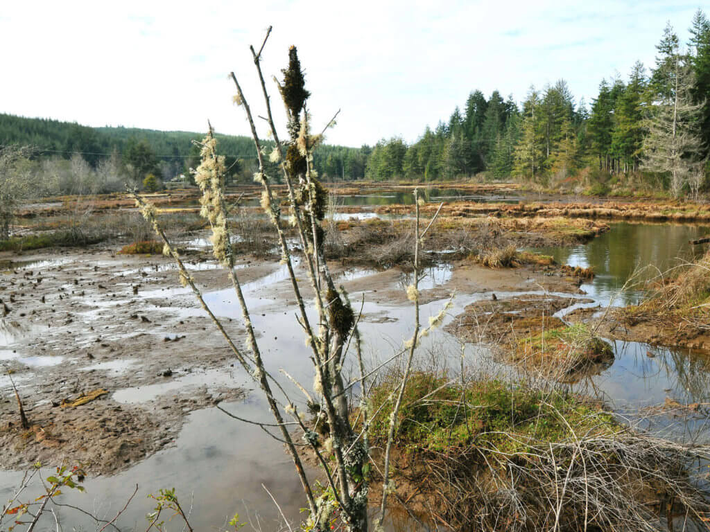 Ni-les’tun Tidal Wetland Restoration - Coos County | Oregon Lottery